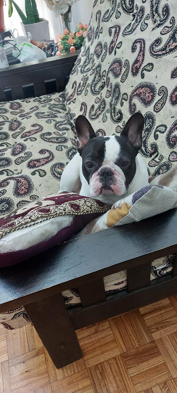 La “moda” de los perros de cara chata: ¿cómo cuidarlos?