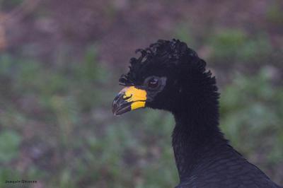 Semana del Ambiente: conociendo al Muitú, una especie declarada ...
